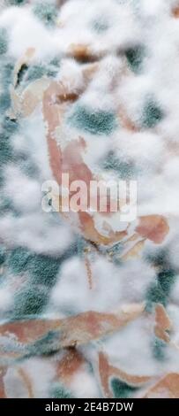 Fungus and mold on Mortadella, background, São Paulo, Brazil Stock ...