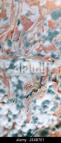 Fungus and mold on Mortadella, background, São Paulo, Brazil Stock ...