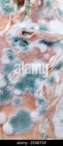 Fungus and mold on Mortadella, background, São Paulo, Brazil Stock ...