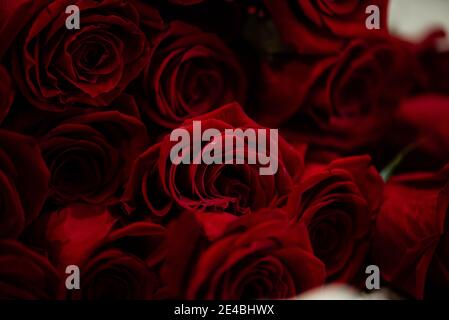 Caucasian florist selling bouquets of red and pink roses for valentine ...