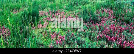 Purple Owl's clover (Castilleja exserta, another one of the larval ...