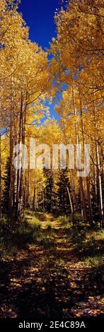 A dirt road passing through a forest with trees against a blue sky ...