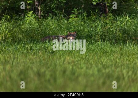 Gray wolf in northern Wisconsin Stock Photo - Alamy