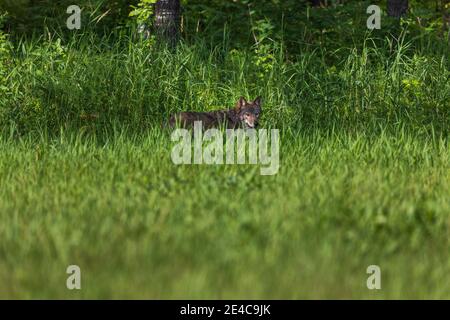 Gray wolf in northern Wisconsin Stock Photo - Alamy