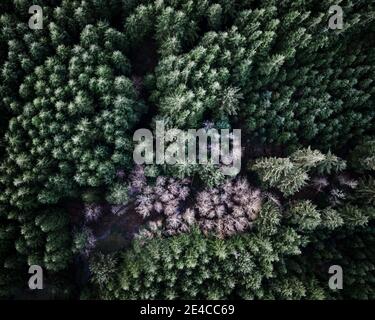 A view of Alder trees in the Pacific Northwest Stock Photo - Alamy