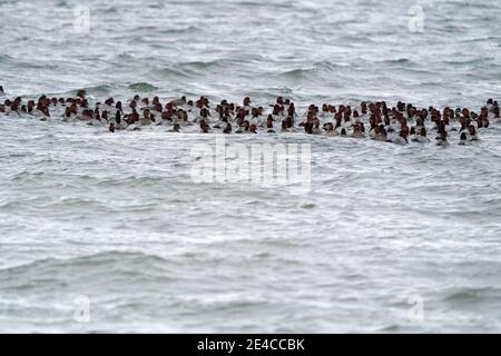 Redhead ducks resting on the bay near Rockport Texas Stock Photo - Alamy