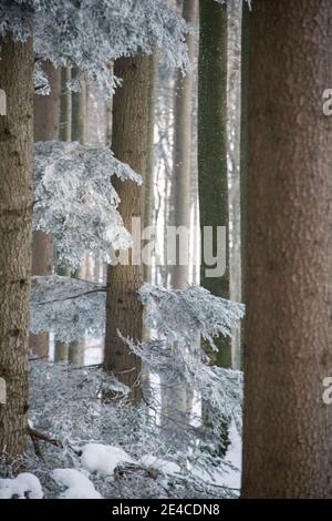 Trunks of trees in winter in cold colors. Winter landscape after a ...