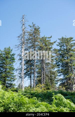 forest dieback, Germany, Baden-Wuerttemberg, Black Forest Stock Photo ...