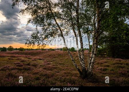 A Birch tree in a distance under cloudy blue sky on the horizon Stock ...