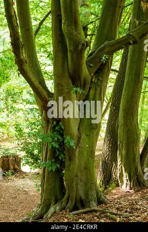 Trees growing together to one trunk. Twisted tree Stock Photo - Alamy
