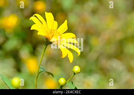 mexican sunflower weed, tithonia divesifolia flower Stock Photo - Alamy