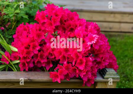 'Arabesk' Japanese Azalea, Japansk azalea (Rhododendron japonica Stock ...