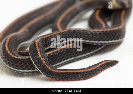 Malaysian Striped Coral Snake - Calliophis intestinalis- isolated on ...