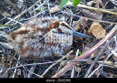 Scolopax rusticola, known as Eurasian woodcock, immature bird Stock ...