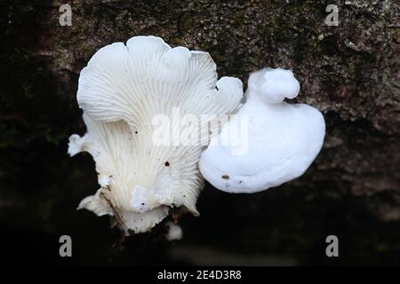 Cheimonophyllum candidissimum, pleutoroid fungus from Finland with no ...