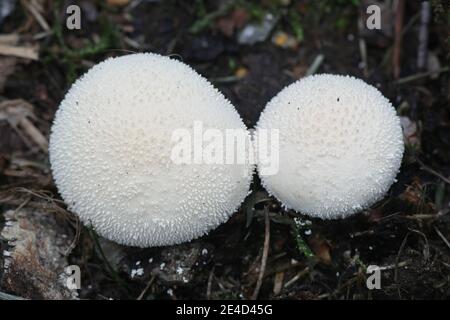 Lycoperdon pratense, also called Vascellum pratense, commonly known as ...