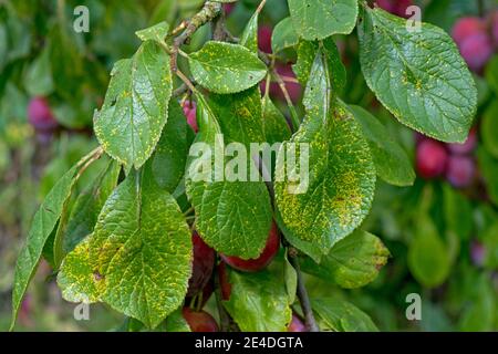 A plum tree, Prunus domestica, infected with black knot fungus ...