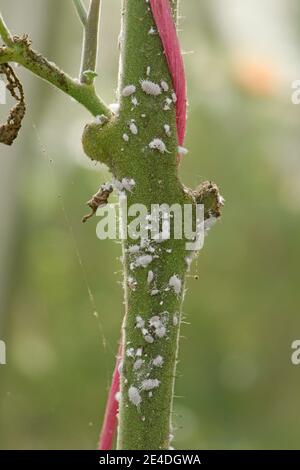 Glasshouse mealybug Pseudococcus affinis infestation on an orchid cactus flower peduncle Stock ...
