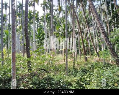 A closeup shot of tall-growing trees in the forest under the sunlight ...