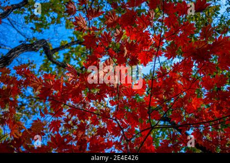 Autumnal ornament, red leaves of branch on green background Stock Photo ...