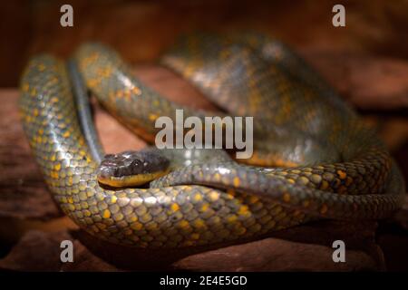 Puffing Snake, Pseustes poecilonotus, in dark habitat. Non venomous ...