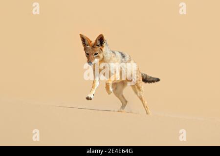 Jackal running on the sand dune in the Namib desert. Hot day in sand ...