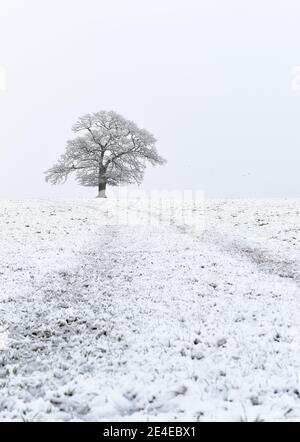 Leicester, Leicestershire, UK 23rd Jan 2021. UK. Weather. Snow. A lone ...