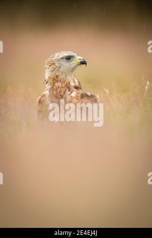Red Kite on the ground eating Stock Photo - Alamy