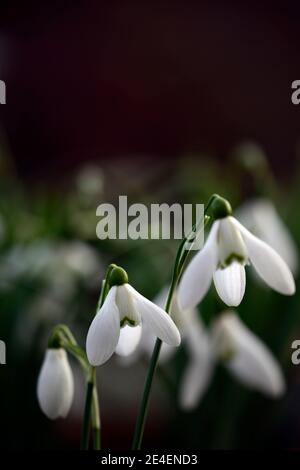 Galanthus Castlegar,irish snowdrop,irish snowdrops,white flowers,flower ...