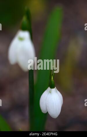 Galanthus plicatus subsp byzantinus Richard Blakeway-Phillips,early ...