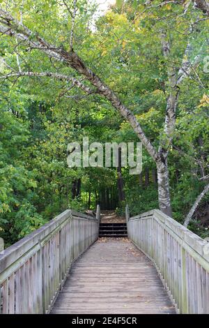 Wisconsin autumn foliage with birch trees Stock Photo - Alamy