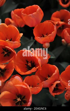 Orange Darwin Hybrid tulips (Tulipa) Fascination bloom in a garden in ...