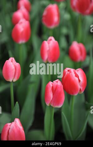 Reddish pink Tulipa - Tulip in bed of Tulipa - Tulips in spring Stock ...