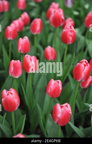 Reddish pink Tulipa - Tulip in bed of Tulipa - Tulips in spring Stock ...