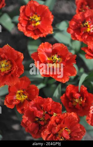 Red double fringed tulips (Tulipa) Fiery Dream bloom in a garden in ...