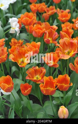 Red Triumph tulips (Tulipa) First Star bloom in a garden in March Stock ...