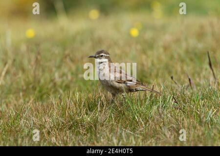 Chestnut-winged Cinclodes, Cinclodes albidiventris, perched in paramo Stock Photo - Alamy