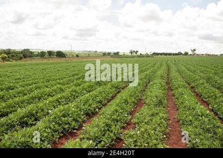 Peanut field plantation nature Stock Photo - Alamy