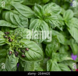 Japanese beetle mating on plant leaf. Garden and agriculture crop pests ...