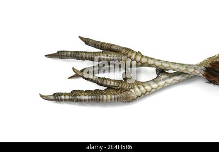 Pheasant legs. Cute bird feet. Beautiful bird. Beautiful pheasant ...