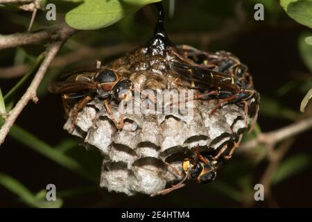 Southern Australian Paper Wasp (Polistes humilis humilis) Insecta Stock ...