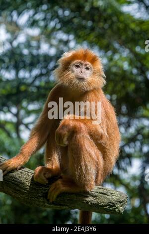The Javan lutung (Trachypithecus auratus) is eating peanut, also known ...