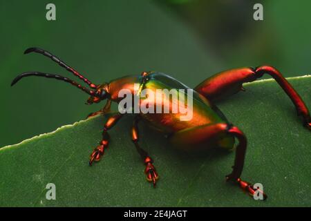 Frog beetle on the edge of green leaf. Sagra femorata Stock Photo - Alamy