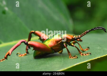 Frog beetle side view. Sagra femorata Stock Photo - Alamy