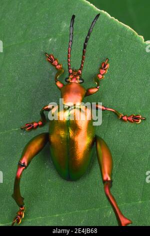 Frog beetle upper view. Sagra femorata Stock Photo - Alamy