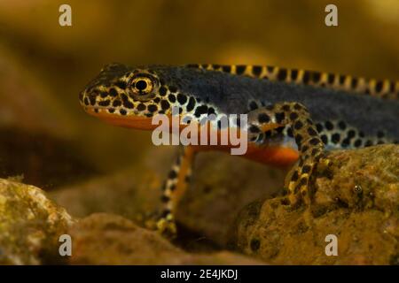 Male alpine newt, triturus alpestris Stock Photo - Alamy
