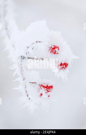 Common snowball with hoarfrost, Switzerland, Viburnum opulus Stock ...