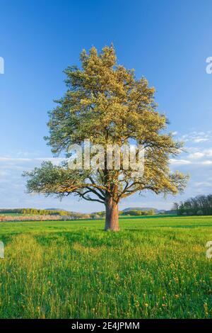 Pear tree in spring, Switzerland Stock Photo - Alamy