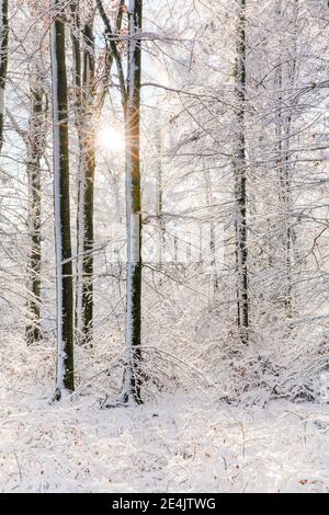 Snowy mixed forest, Zurich Oberland, Switzerland Stock Photo - Alamy
