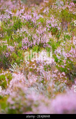 Detail of a flowering heather plant in norwegian landscape Stock Photo ...